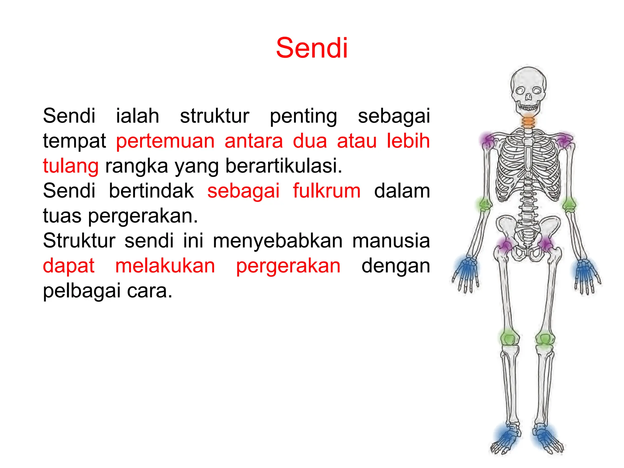 anatomi dan fisiologi 6.4 (Sistem Rangka) .pptx