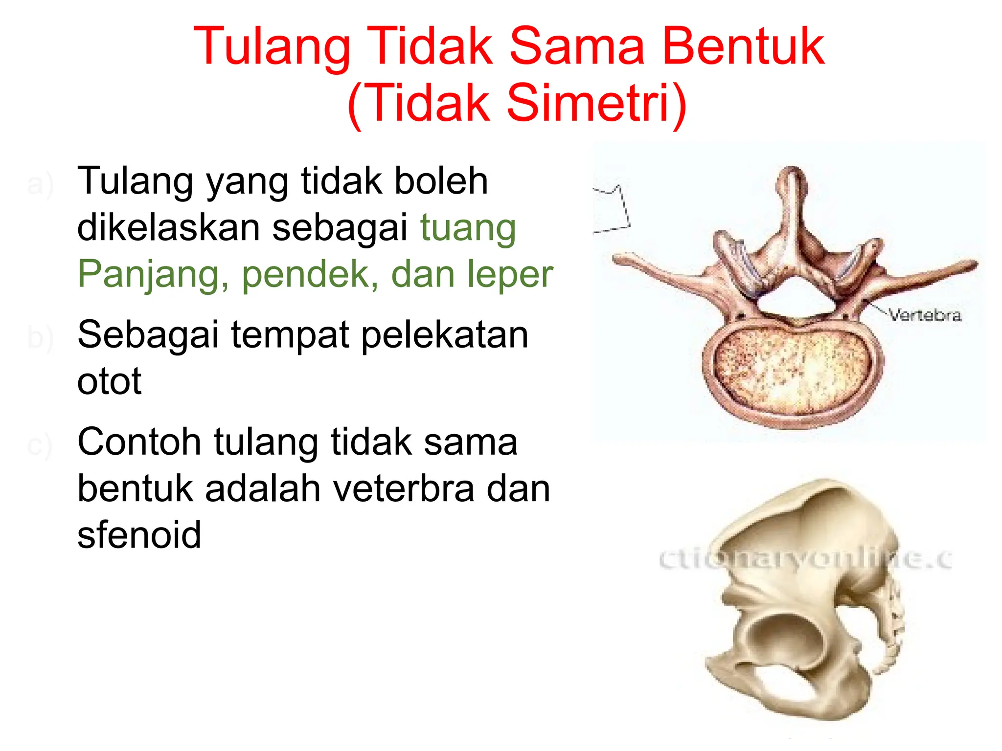 anatomi dan fisiologi 6.4 (Sistem Rangka) .pptx
