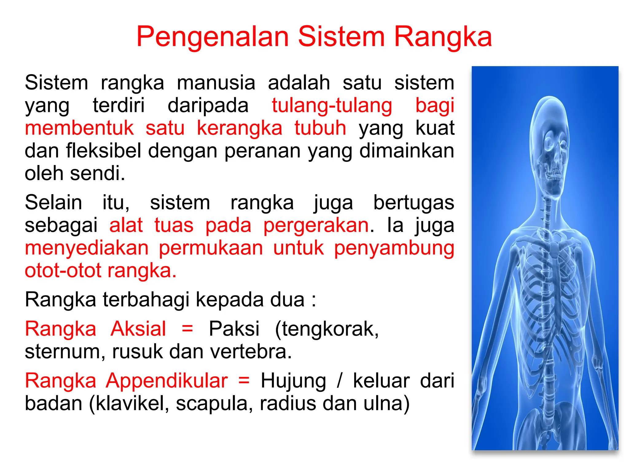 anatomi dan fisiologi 6.4 (Sistem Rangka) .pptx