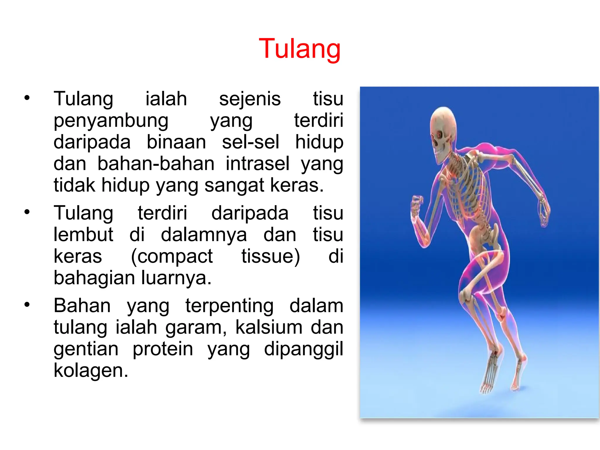 anatomi dan fisiologi 6.4 (Sistem Rangka) .pptx