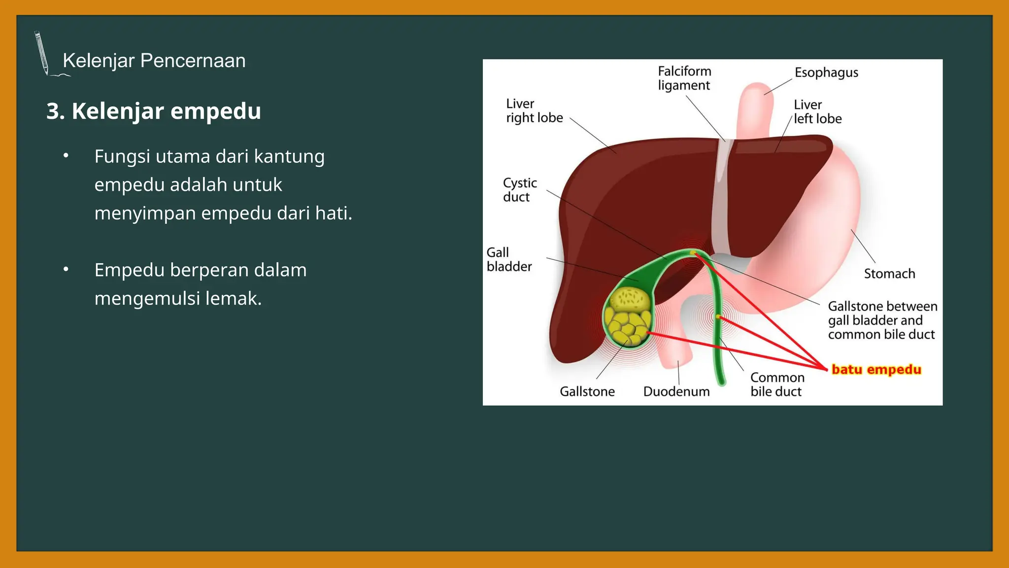 Anatomi dan Fisiologi 6-Sistem Pencernaan.ppt