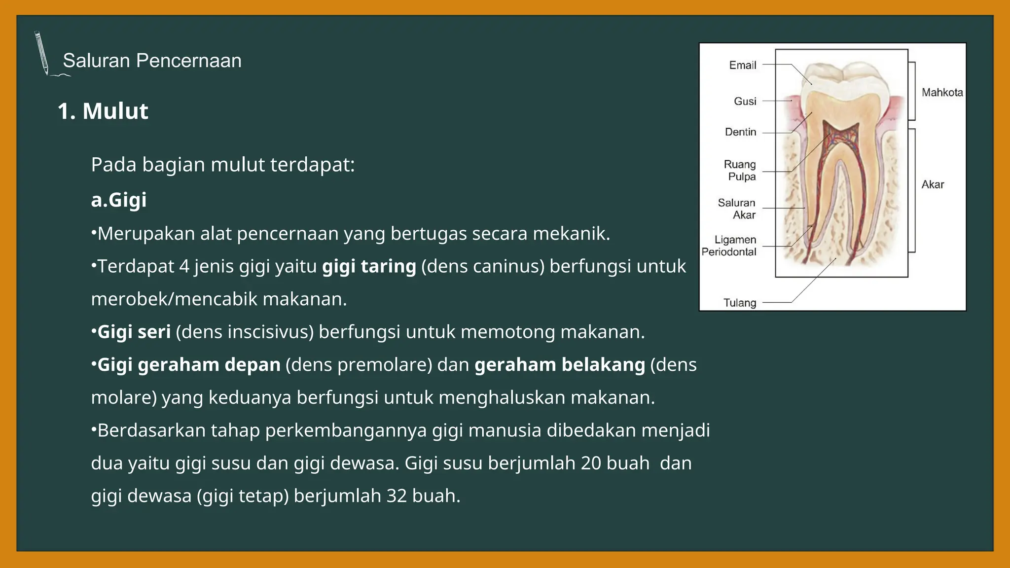 Anatomi dan Fisiologi 6-Sistem Pencernaan.ppt