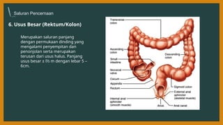 Anatomi dan Fisiologi 6-Sistem Pencernaan.ppt
