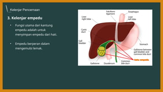 Anatomi dan Fisiologi 6-Sistem Pencernaan.ppt