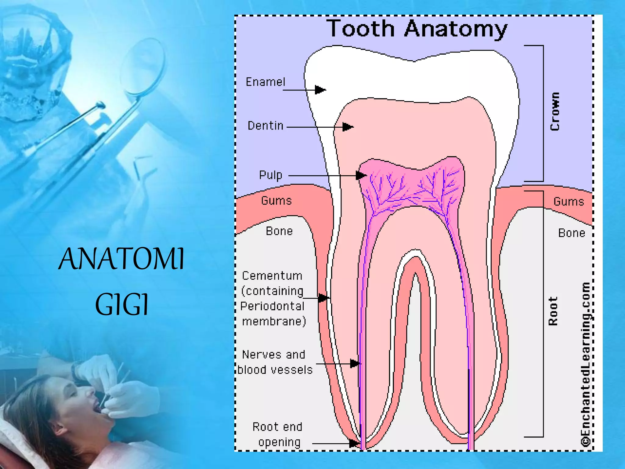 Anatomi dan Fisiologi GIGI.ppt