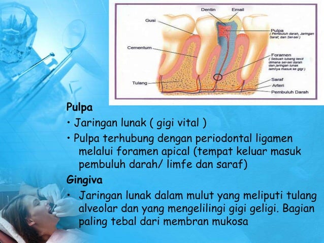 Anatomi dan Fisiologi GIGI.ppt