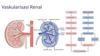 Materi Anatomi dan fisiologi ginjal (1).pptx