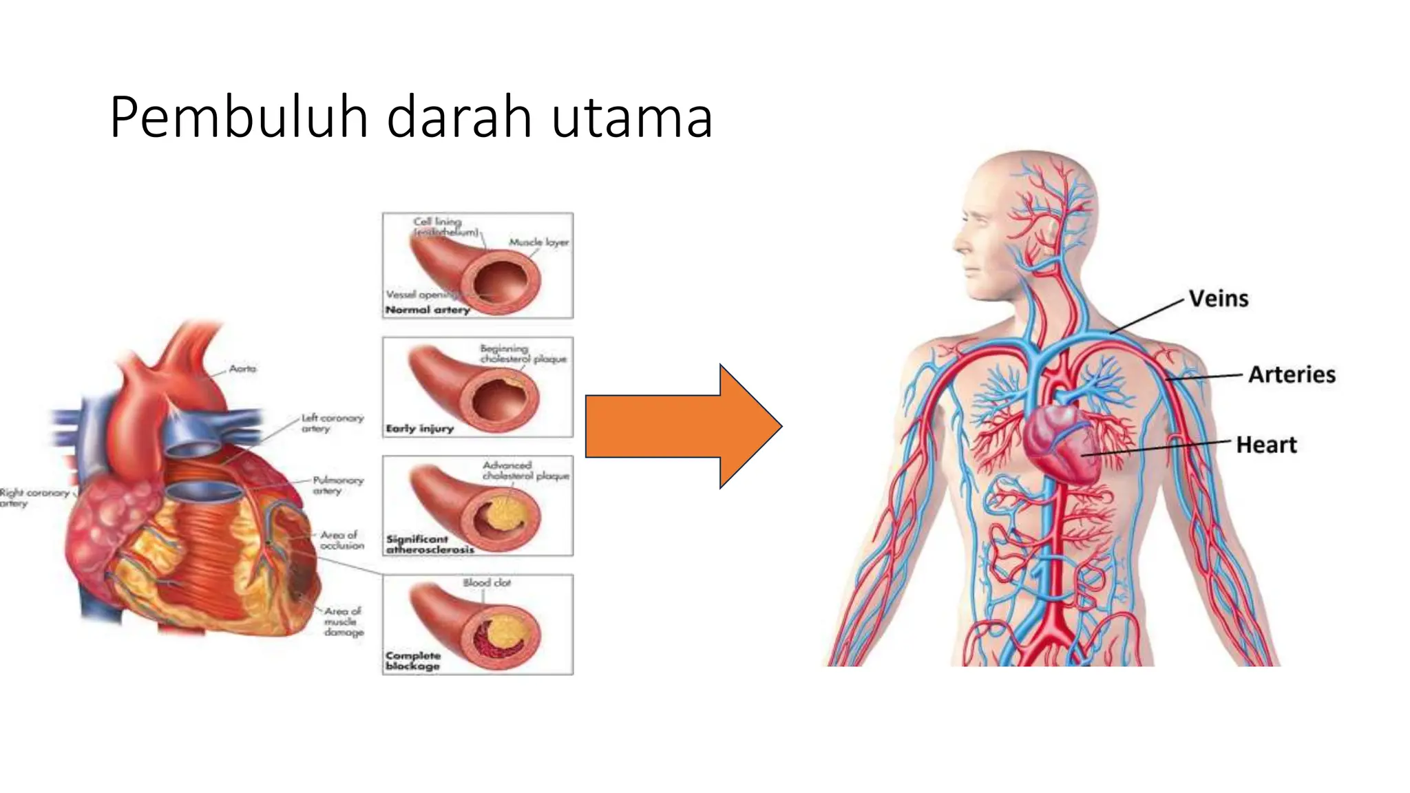 ANATOMI DAN FISIOLOGI JANTUNG PADA TUBUH MANUSIA | PPTX