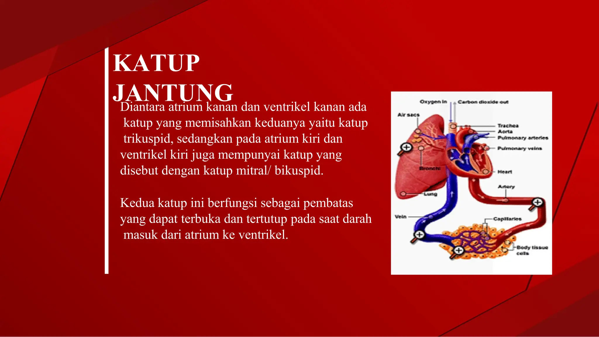 PPT Tentanganatomi dan fisiologi jantung.pptx