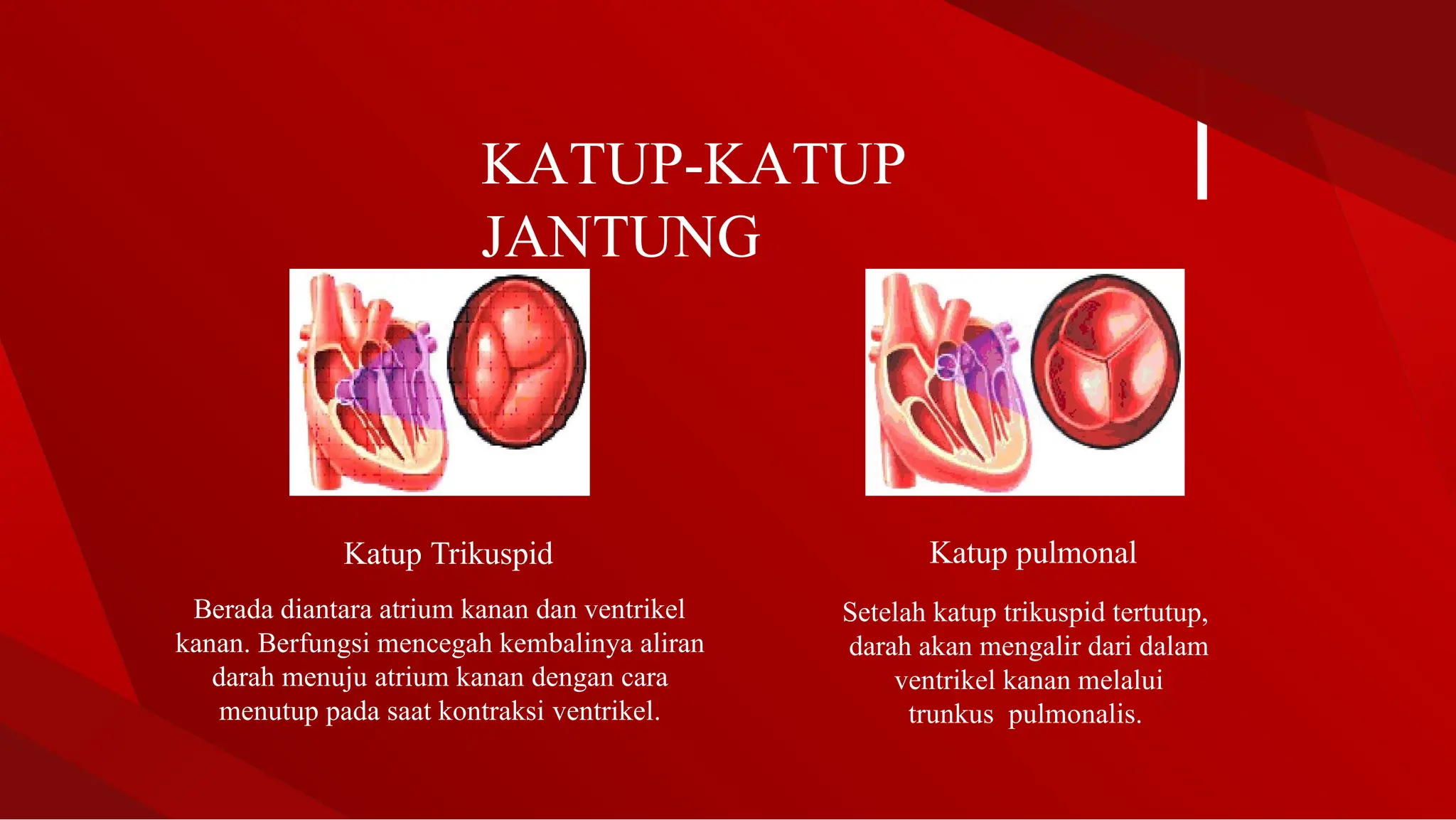 PPT Tentanganatomi dan fisiologi jantung.pptx