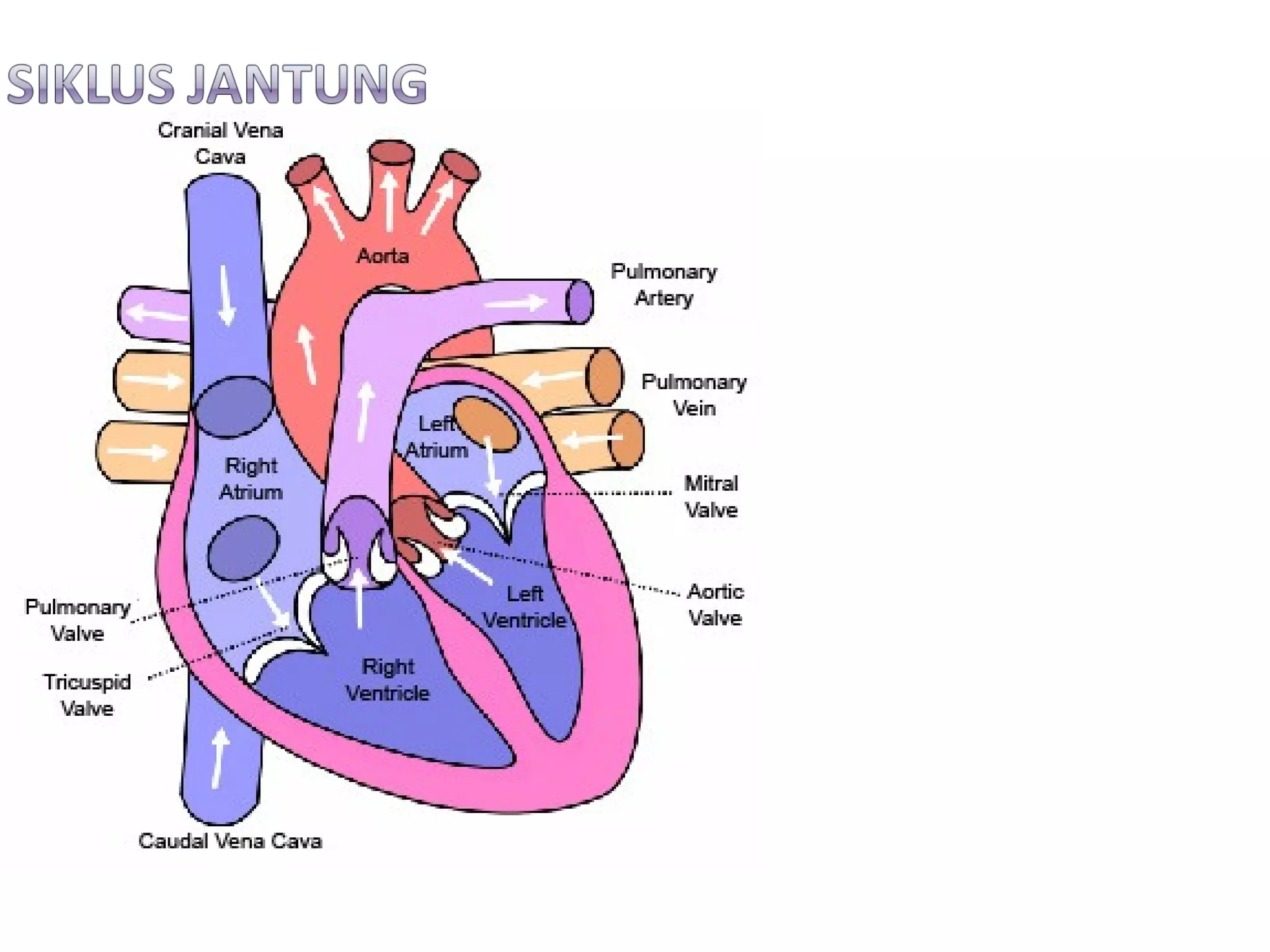 Anatomi dan fisiologi jantung | PPT
