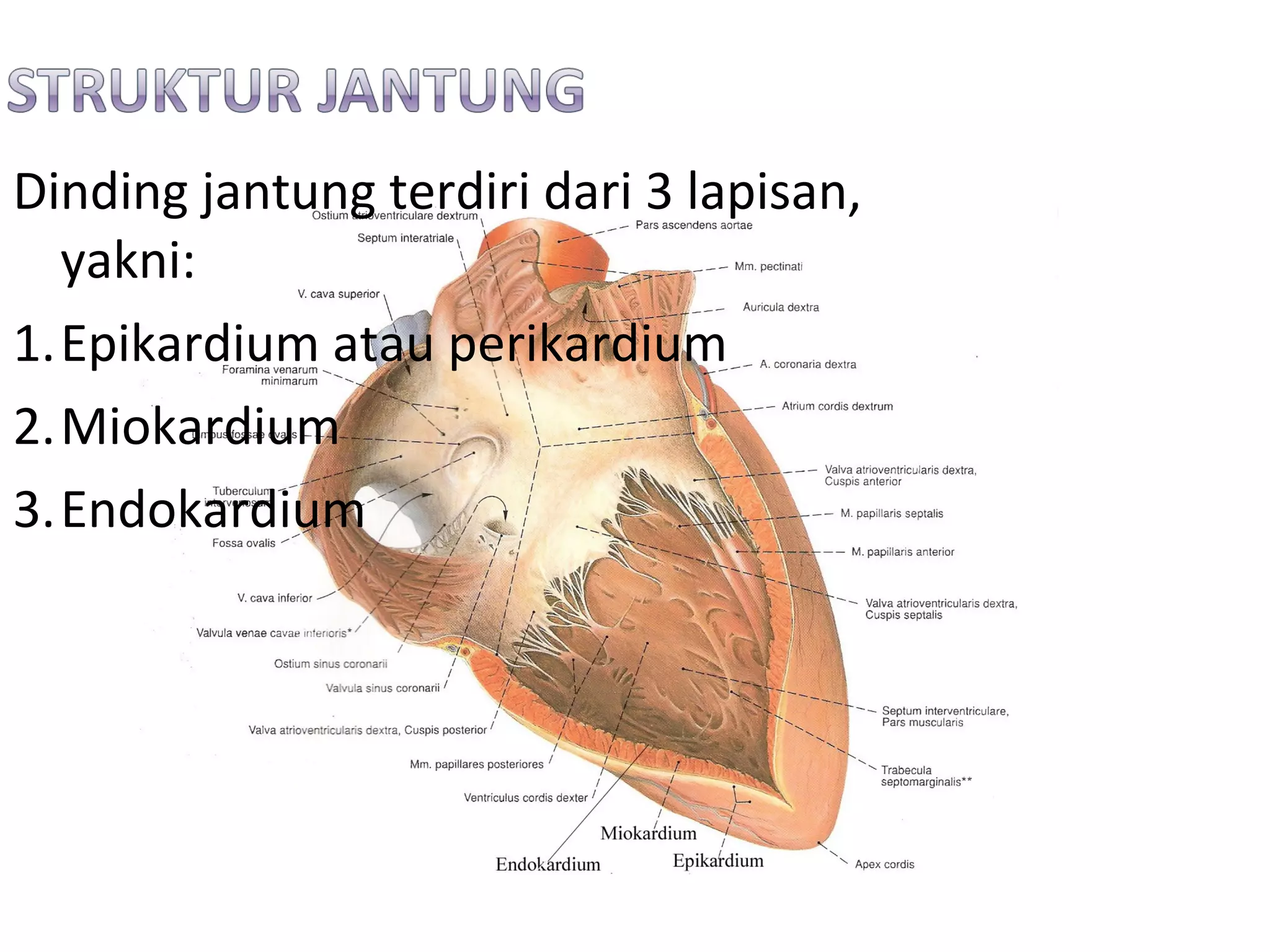 Anatomi dan fisiologi jantung | PPT