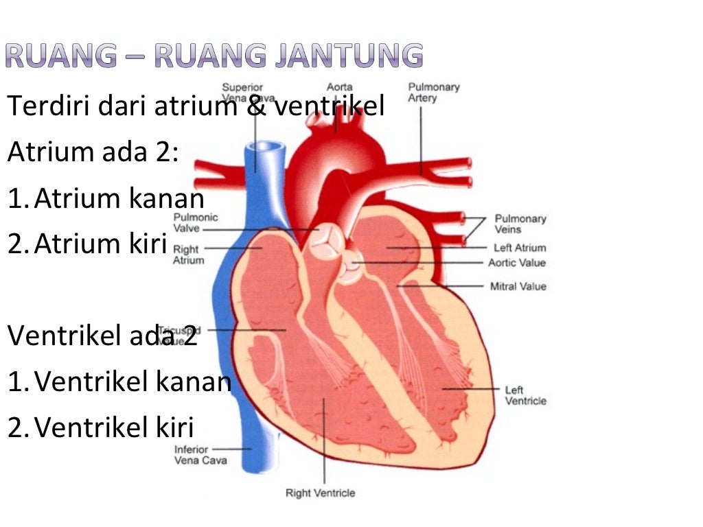 Anatomi dan fisiologi jantung
