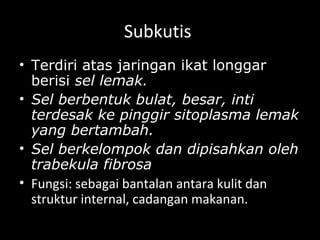 Anatomi dan fisiologi kulit | PPT