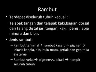 Anatomi dan fisiologi kulit | PPT