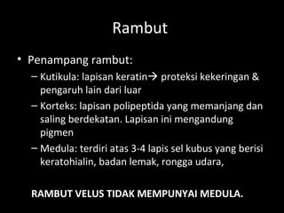 Anatomi dan fisiologi kulit | PPT
