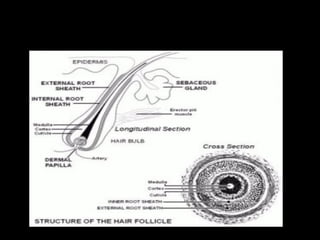 Anatomi dan fisiologi kulit | PPT