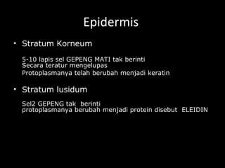 Anatomi dan fisiologi kulit | PPT