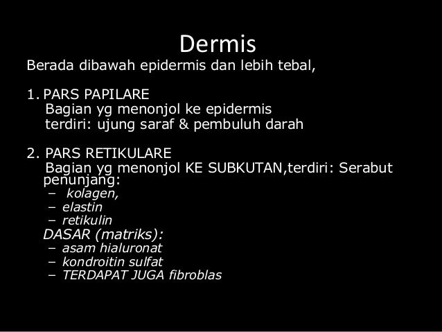 Anatomi dan fisiologi kulit