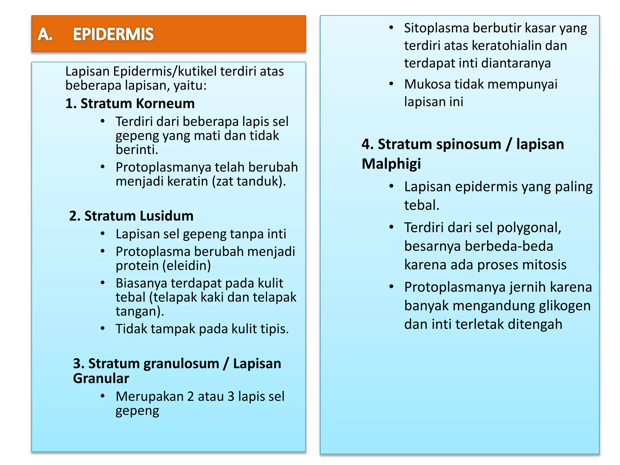 Anatomi dan Fisiologi Kulit | PPTX