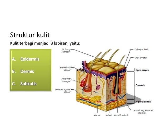 Anatomi dan Fisiologi Kulit | PPTX