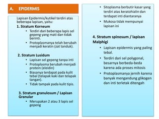 Anatomi dan Fisiologi Kulit | PPTX