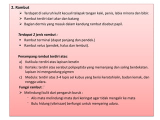 Anatomi dan Fisiologi Kulit | PPTX