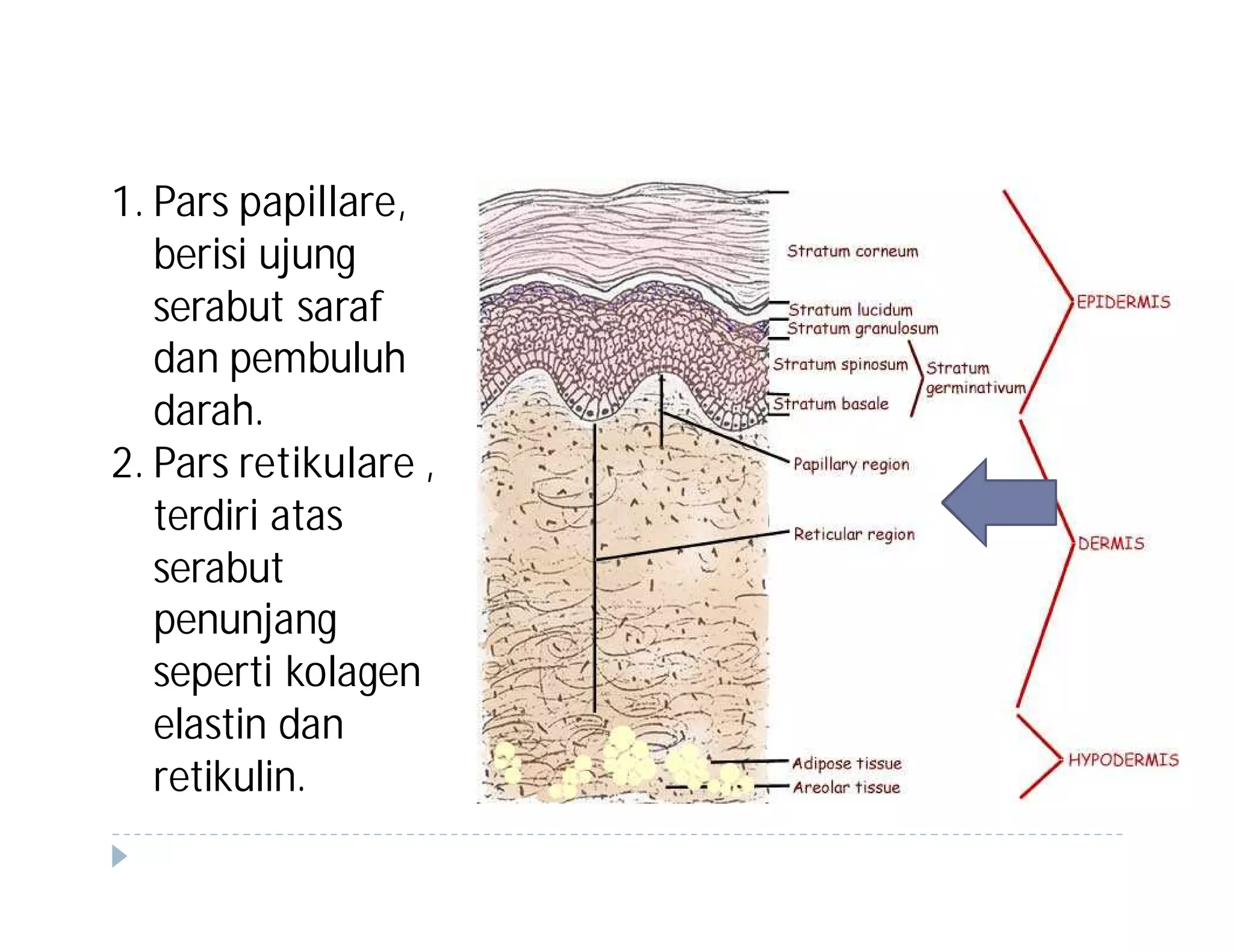 Anatomi dan Fisiologi kulit.pdf