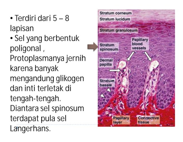 Anatomi dan Fisiologi kulit.pdf