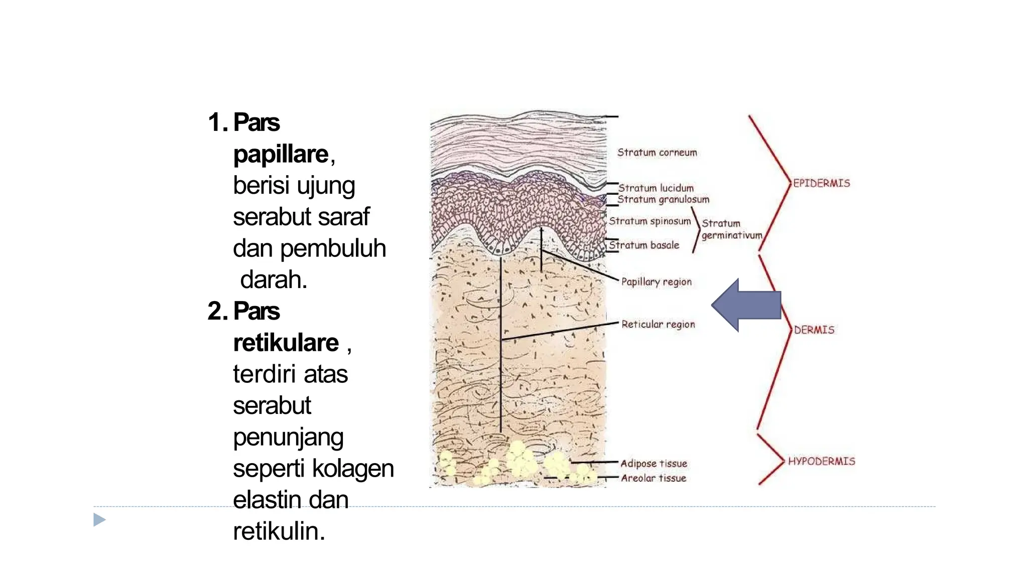 Anatomi dan Fisiologi Kulit epitelium dan subcutis | PPT
