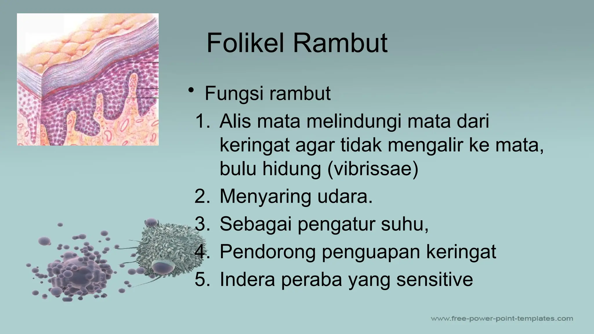 Anatomi dan Fisiologi Kulit epitelium dan subcutis | PPT
