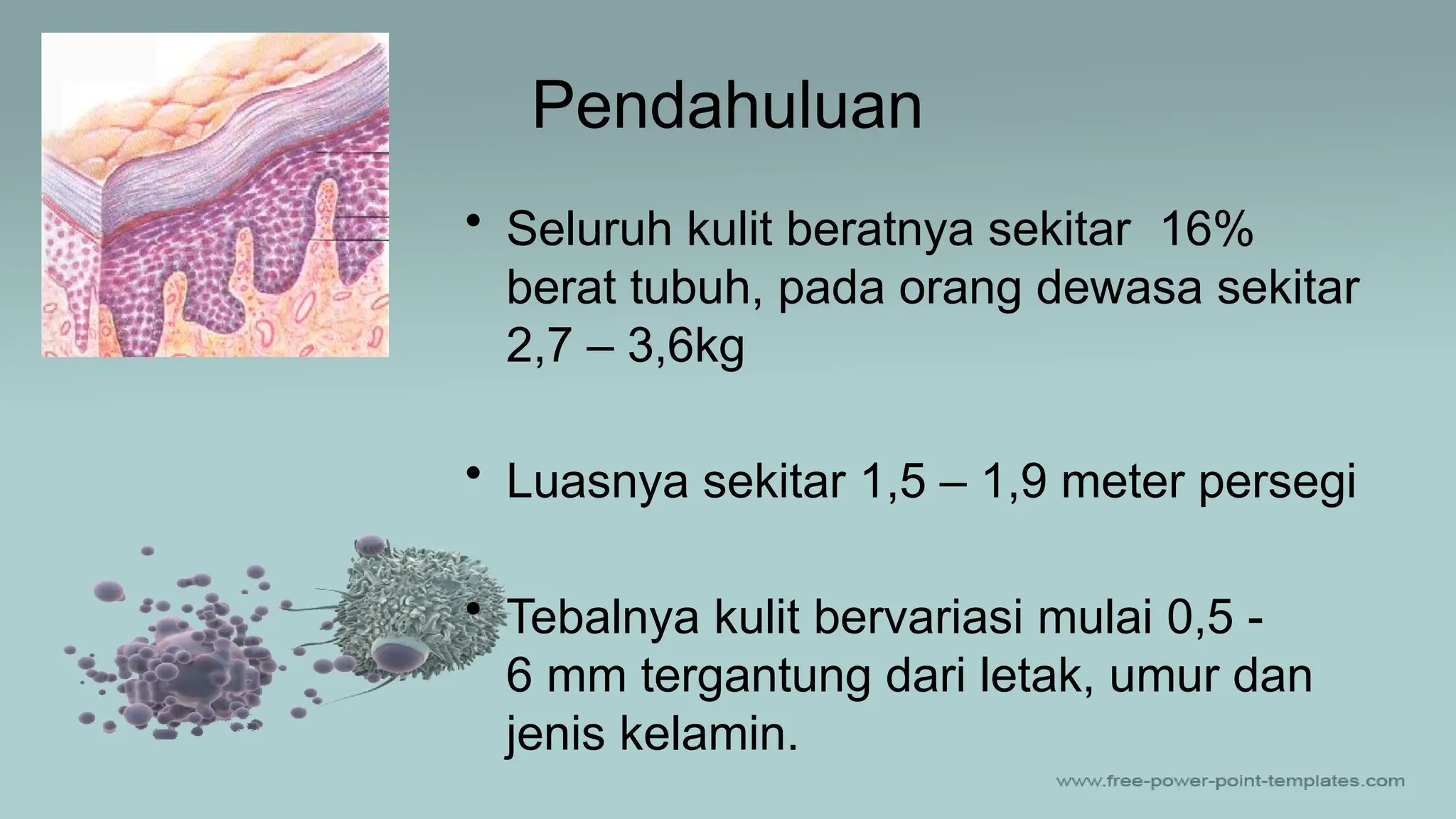 Anatomi dan Fisiologi Kulit epitelium dan subcutis | PPT