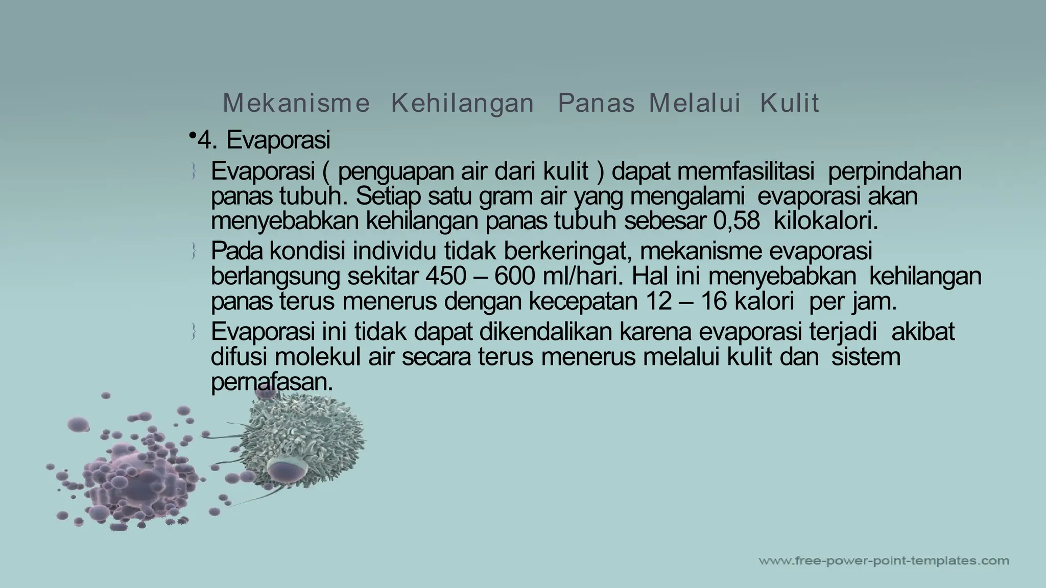 Anatomi dan Fisiologi Kulit epitelium dan subcutis | PPT