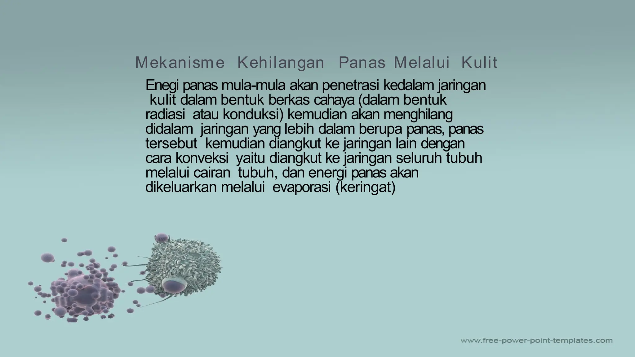 Anatomi dan Fisiologi Kulit epitelium dan subcutis | PPT