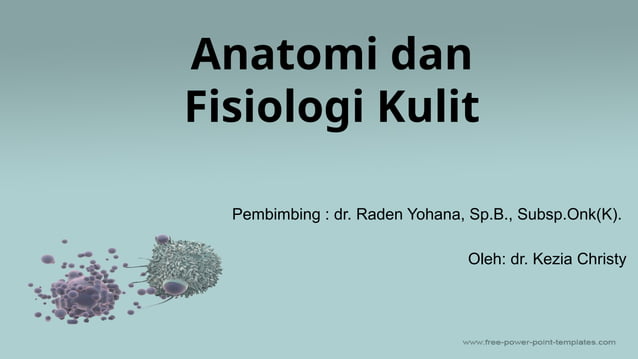 Anatomi dan Fisiologi Kulit epitelium dan subcutis | PPT