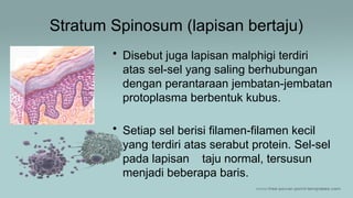 Anatomi dan Fisiologi Kulit epitelium dan subcutis | PPTX