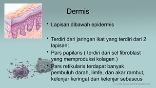 Anatomi dan Fisiologi Kulit epitelium dan subcutis | PPTX
