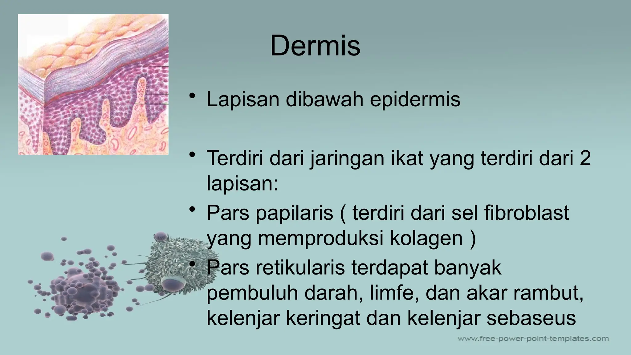 Anatomi dan Fisiologi Kulit epitel dan cutis | PPT