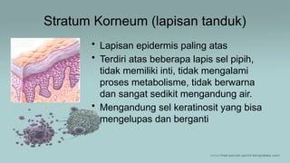Anatomi dan Fisiologi Kulit epitel dan cutis | PPT
