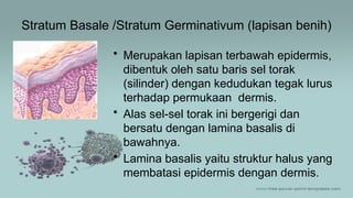 Anatomi dan Fisiologi Kulit epitel dan cutis | PPT