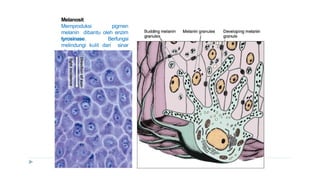 Anatomi dan Fisiologi Kulit epitel dan cutis | PPT
