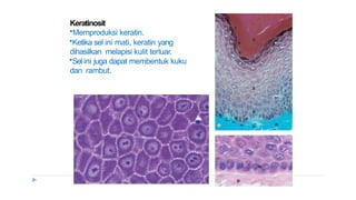 Anatomi dan Fisiologi Kulit epitel dan cutis | PPT