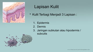 Anatomi dan Fisiologi Kulit epitel dan cutis | PPT