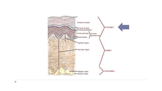 Anatomi dan Fisiologi Kulit epitel dan cutis | PPT