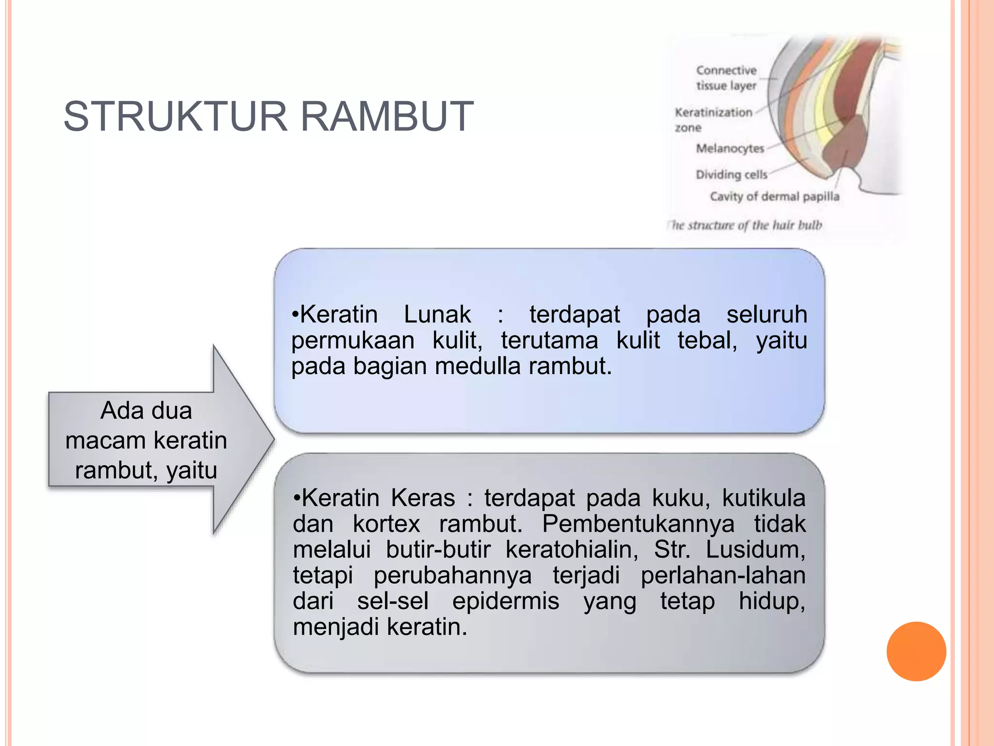 anatomi_dan_fisiologi_kulit_ppt.ppt
