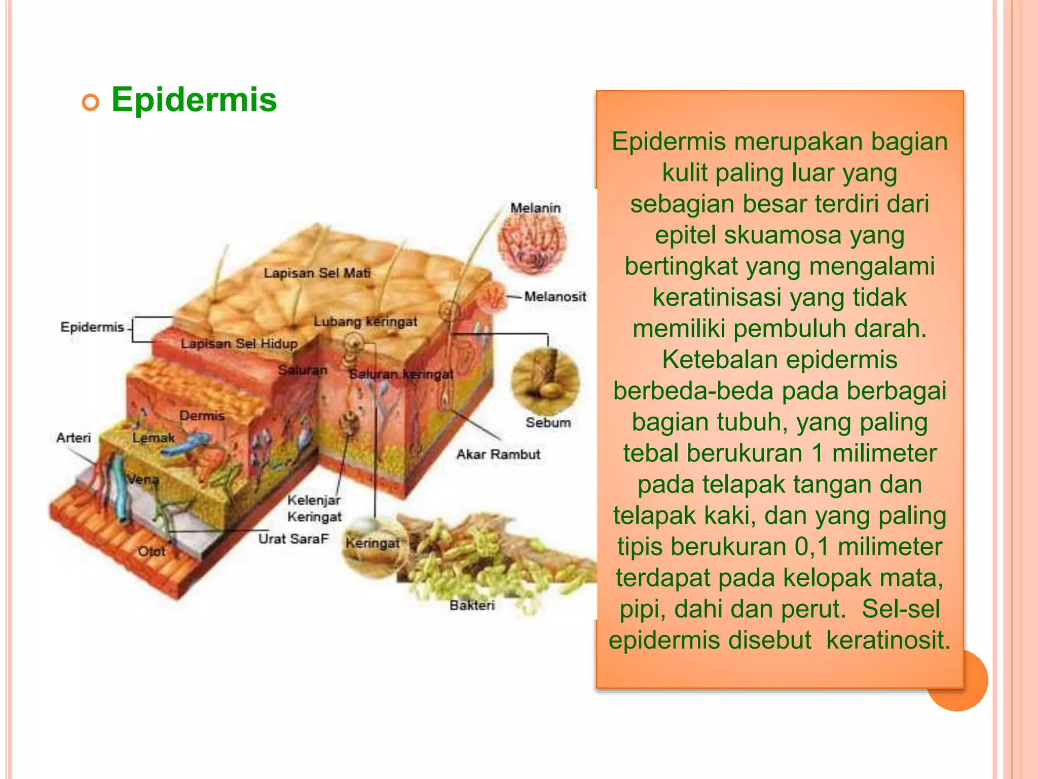 anatomi_dan_fisiologi_kulit_ppt.ppt