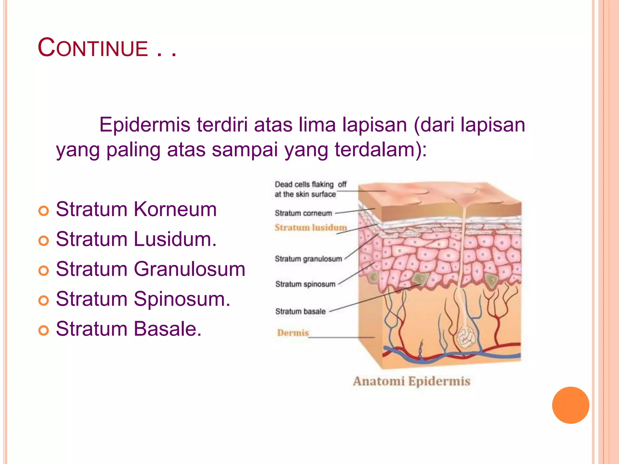 anatomi_dan_fisiologi_kulit_ppt.ppt