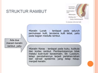 anatomi_dan_fisiologi_kulit_ppt.ppt