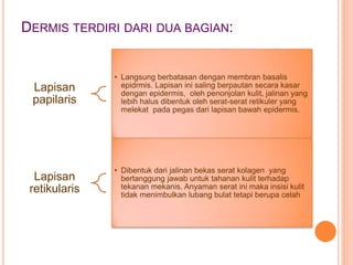 anatomi_dan_fisiologi_kulit_ppt.ppt