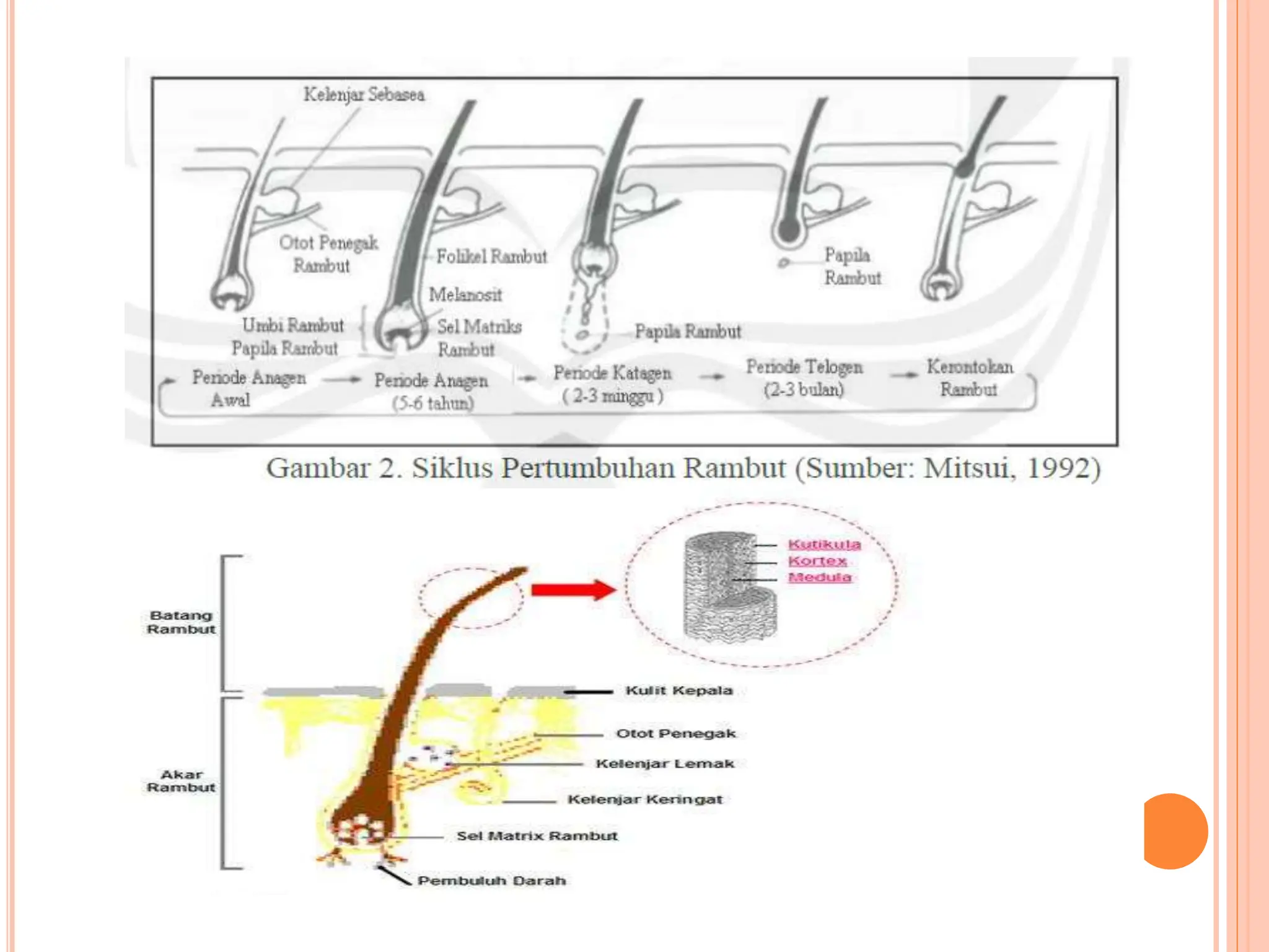 anatomi_dan_fisiologi_kulit_ppt.ppt.ppt. | PPT
